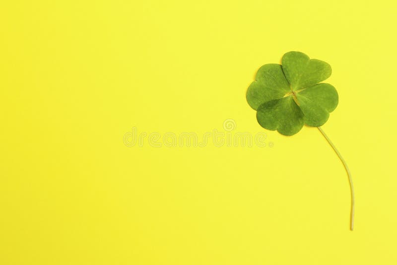 Beautiful Green Four Leaf Clover on Yellow Background, Top View. Space ...