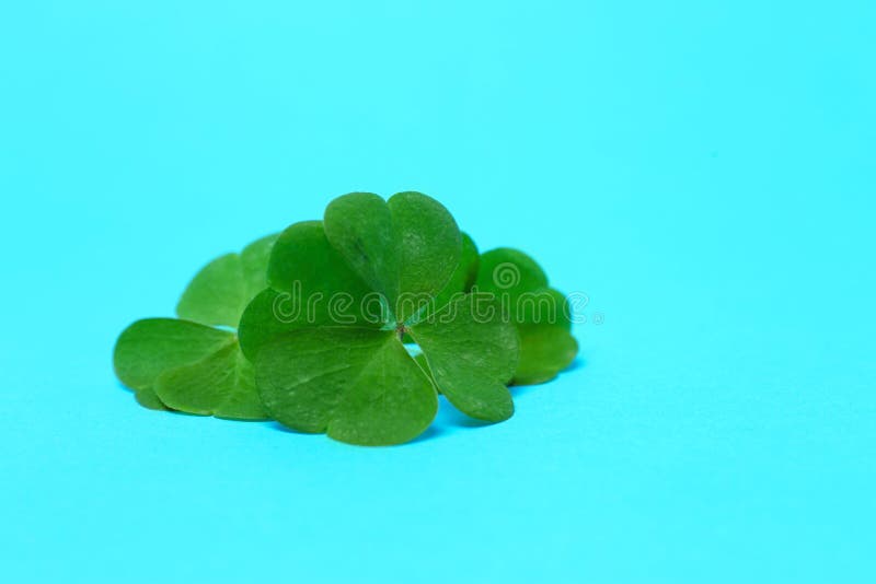 Beautiful Green Four Leaves Clover on Light Blue Background Stock Photo ...