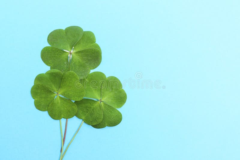 Beautiful Green Four Leaves Clover on Light Blue Background, Top View ...