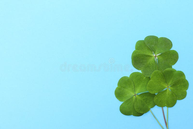 Beautiful Green Four Leaves Clover on Light Blue Background, Top View ...