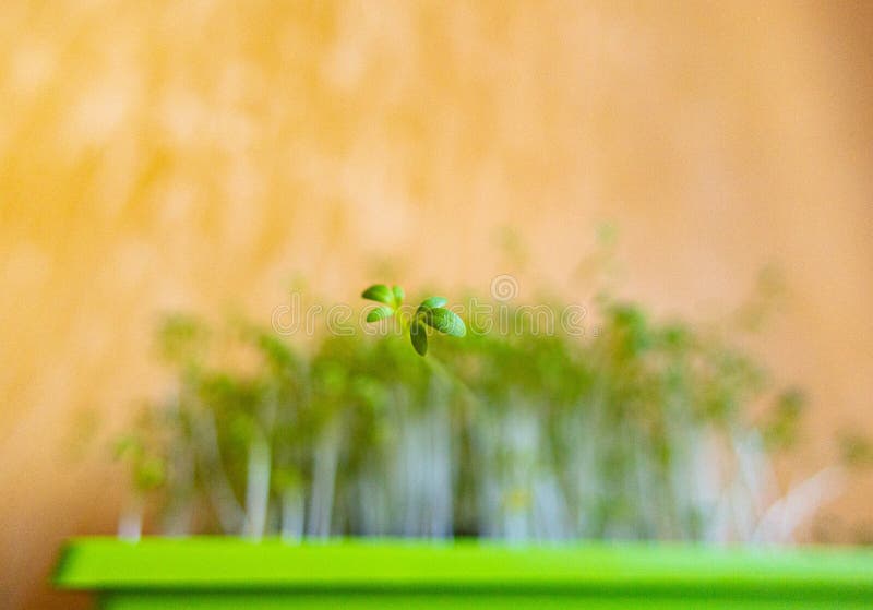 Beautiful, Green, Fresh Sprouts Growing in the Box Indoors. Stock Photo ...