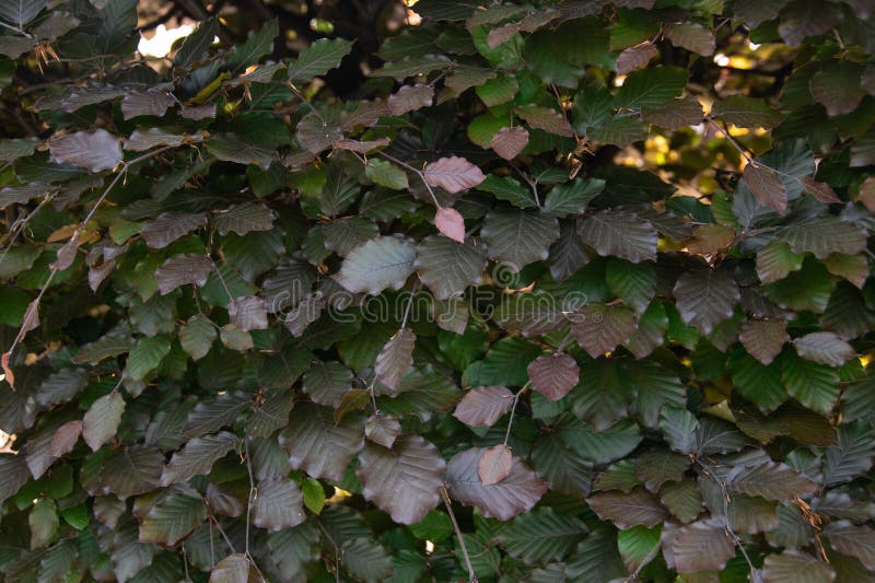 Beautiful Green Fresh Tree Leaves Texture. Stock Photo - Image of ...