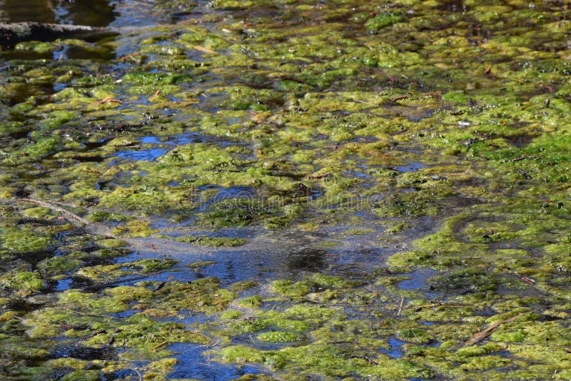 Beautiful Green Frog Spawn in a Pond Stock Photo - Image of laying ...