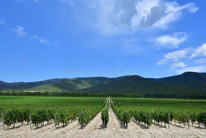 Beautiful and Green Grape Fields Near the Mountains in Summer Stock ...