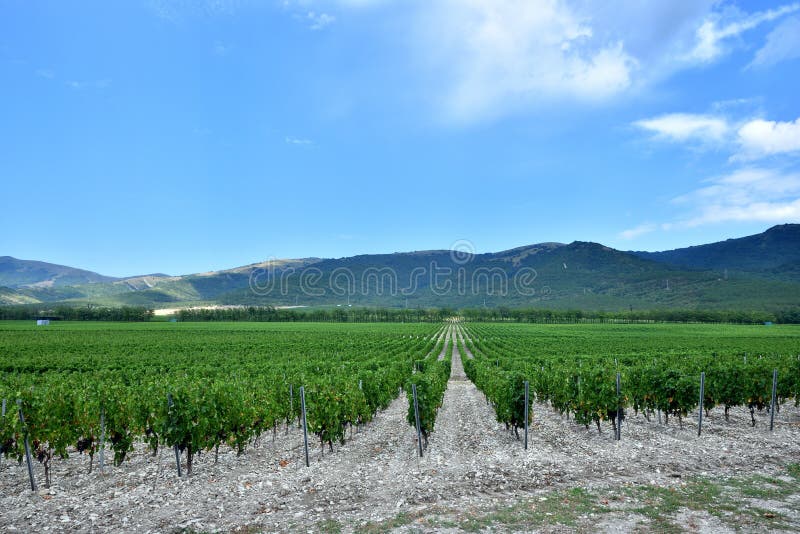 Beautiful and Green Grape Fields Near the Mountains in Summer Stock ...