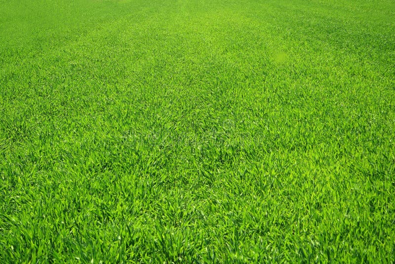 Beautiful green grass stock photo. Image of environment - 2267738