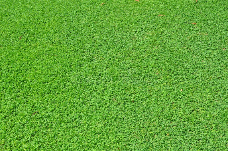 Beautiful green grass stock photo. Image of summer, mowed - 26178964