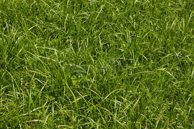 Beautiful green grass stock photo. Image of grass, lawn - 61373868