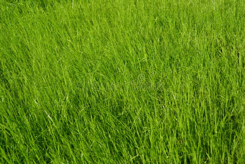 Beautiful Green Grass. Green Background. Beautiful Wallpaper. Stock ...