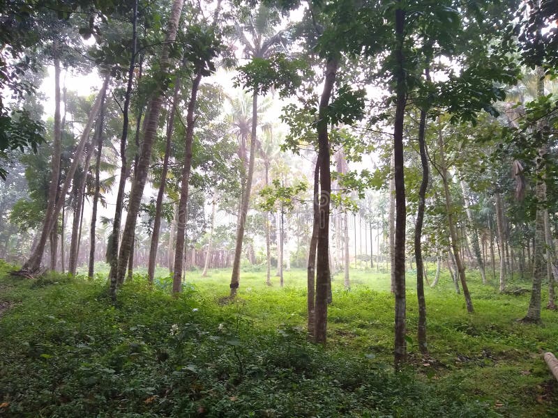 Beautiful Green Grass Bed and Trees, Morning View Stock Photo - Image ...
