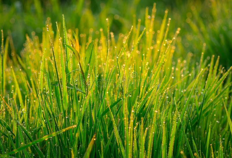 Beautiful green grass stock photo. Image of fresh, nature - 58078254