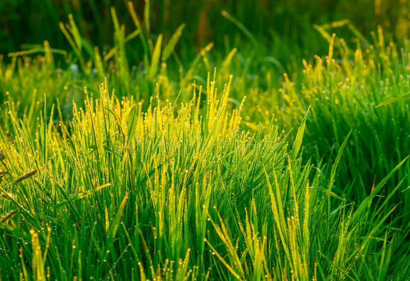 Beautiful green grass stock image. Image of grass, light - 58078405