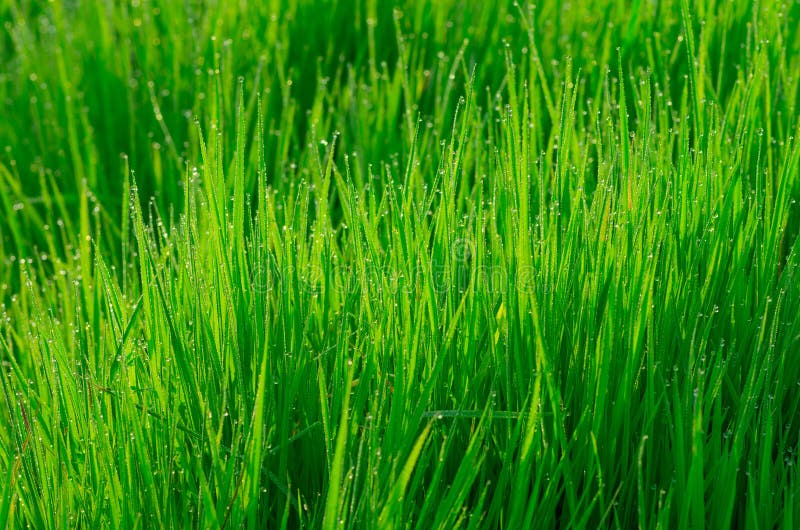 Beautiful green grass stock image. Image of natural, garden - 58078421