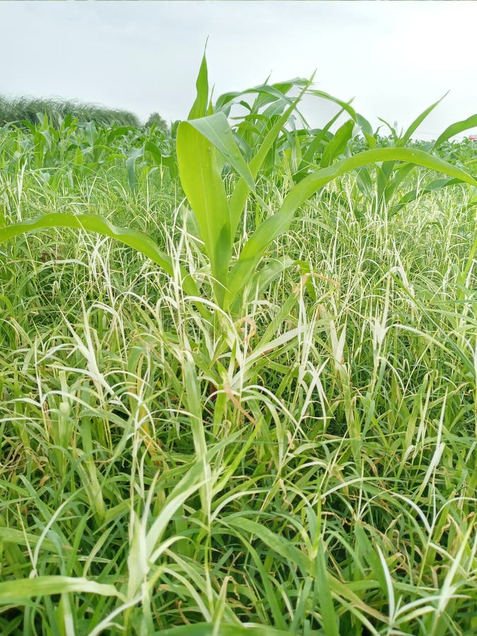 Beautiful Green Grass in Farm Field Stock Photo - Image of food ...