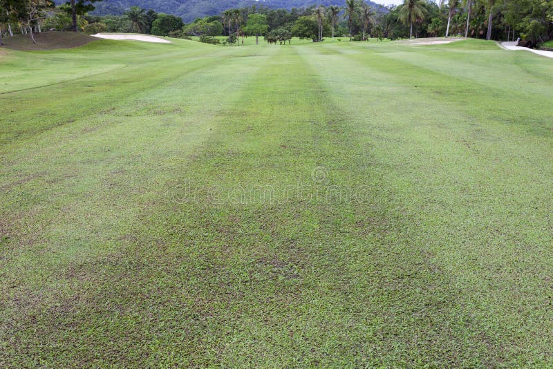 Golf Course Green Grass Field with Mountain Tropical Forest. Stock ...