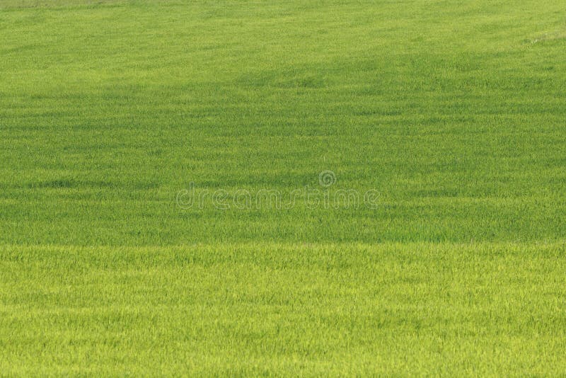 Beautiful Green Grass Field Texture Stock Image - Image of summer ...