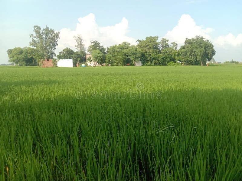 Beautiful Grass Field with Trees and Blue Sky Scenery Stock Photo ... Beautiful Grass Field with Trees and Blue Sky Scenery Stock Photo ...