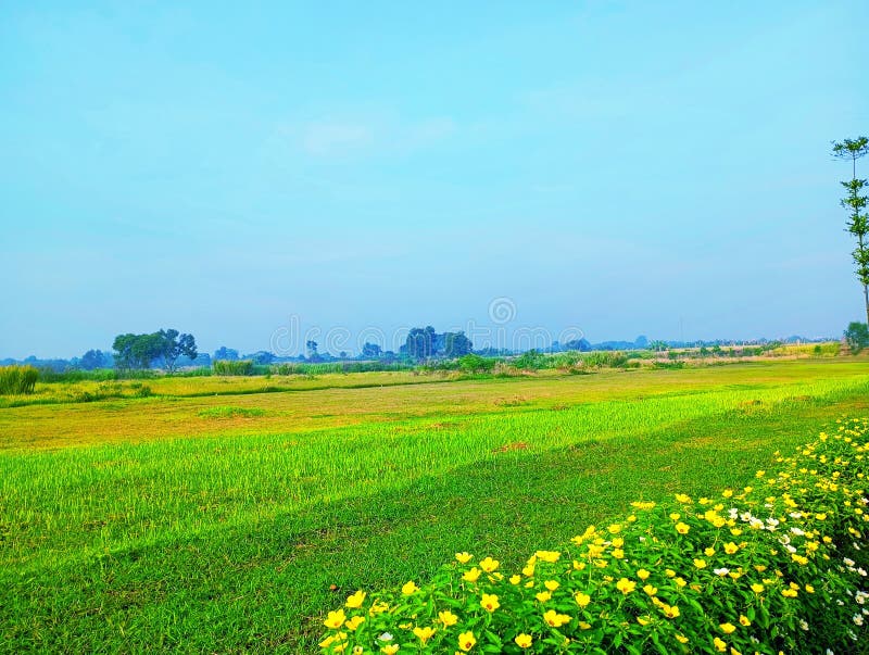 Beautiful Green Grass Fields Indah Stock Photos - Free & Royalty-Free ...