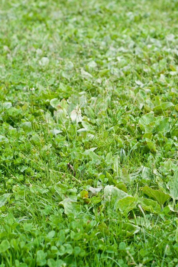 Beautiful green grass stock photo. Image of green, backdrop - 31492004