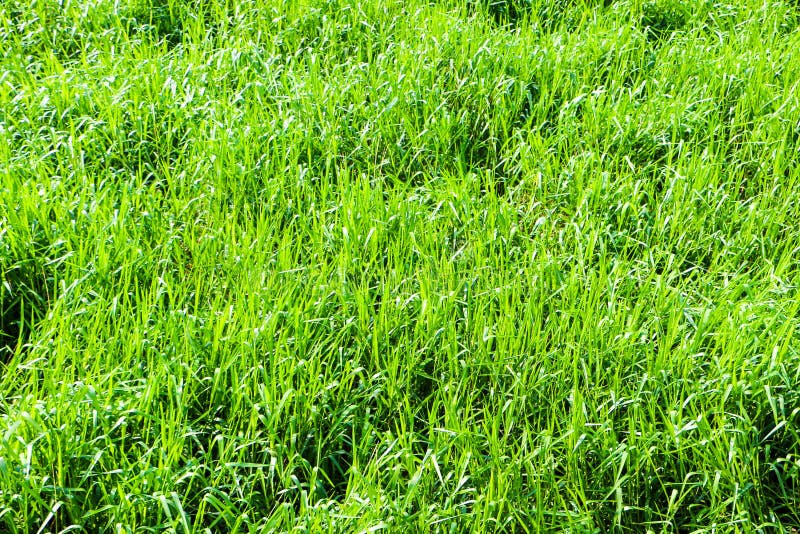 Beautiful Green Grass in the Garden Stock Image - Image of grass, blue ...