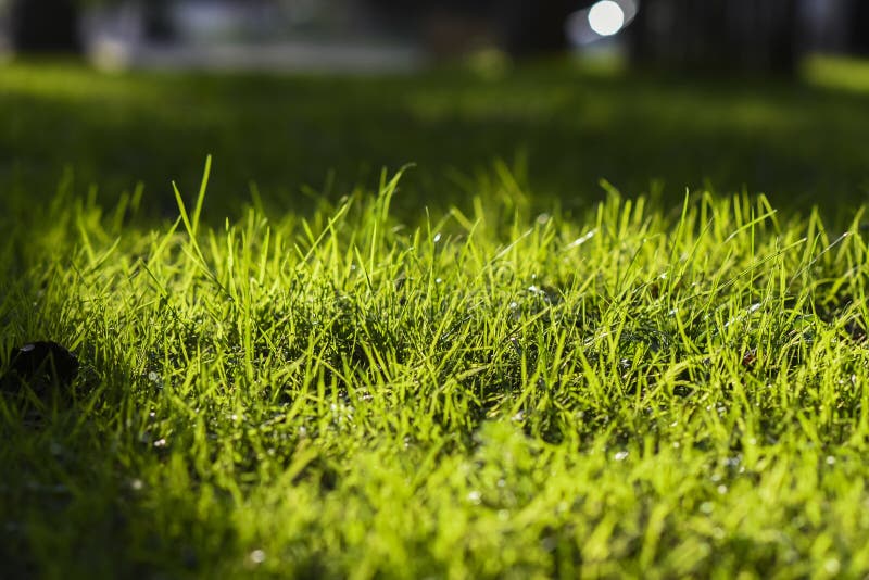 Beautiful Green Grass in the Garden in the Sunlight Stock Image - Image ...