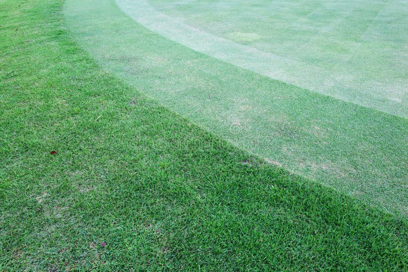 Beautiful Green Grass in a Golf Field. Stock Image - Image of garden ...