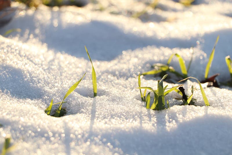 Beautiful Green Grass Growing through Snow. First Spring Plant Stock ...