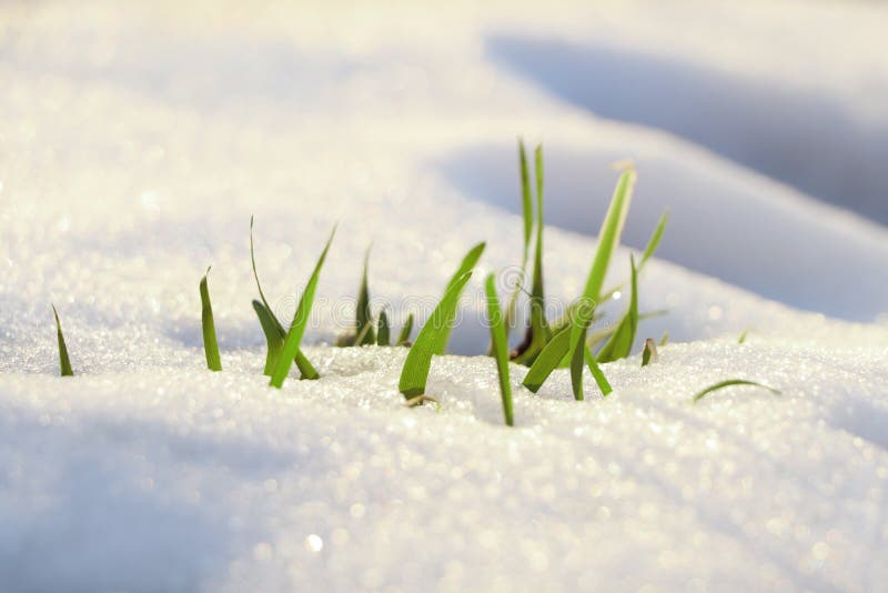 Beautiful Green Grass Growing through Snow. First Spring Plant Stock ...