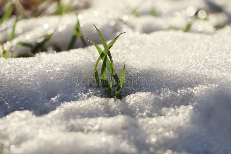 Beautiful Green Grass Growing through Snow. First Spring Plant Stock ...
