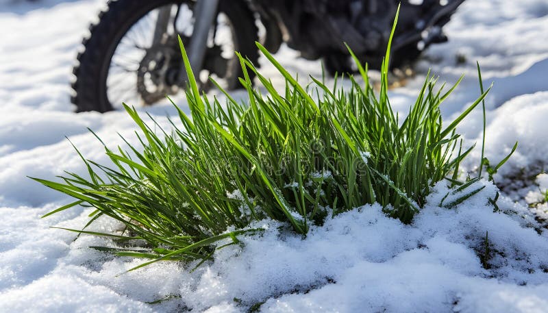 Beautiful Green Grass Growing through Snow. First Spring Plant Stock ...