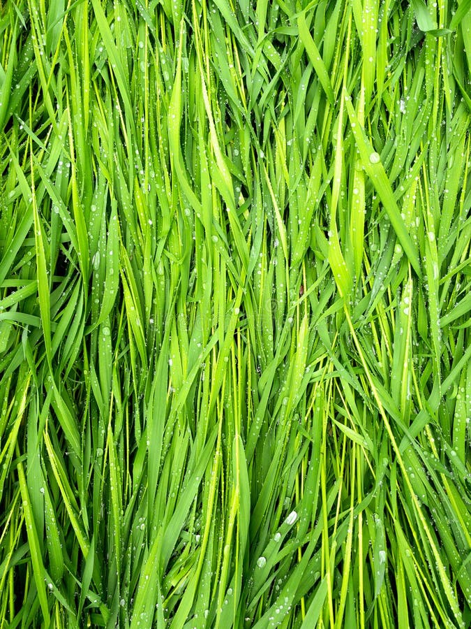 Beautiful Green Grass Leaves Texture with Rain Drops Stock Photo ...
