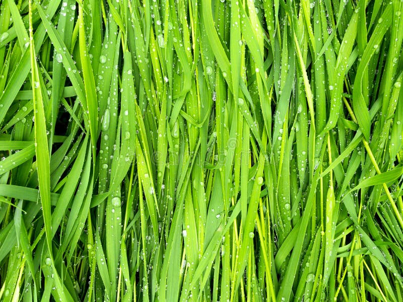 Beautiful Green Grass Leaves Texture with Rain Drops Stock Image ...