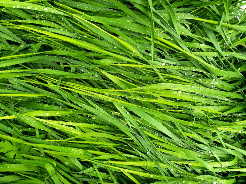 Beautiful Green Grass Leaves Texture with Rain Drops Stock Photo ...
