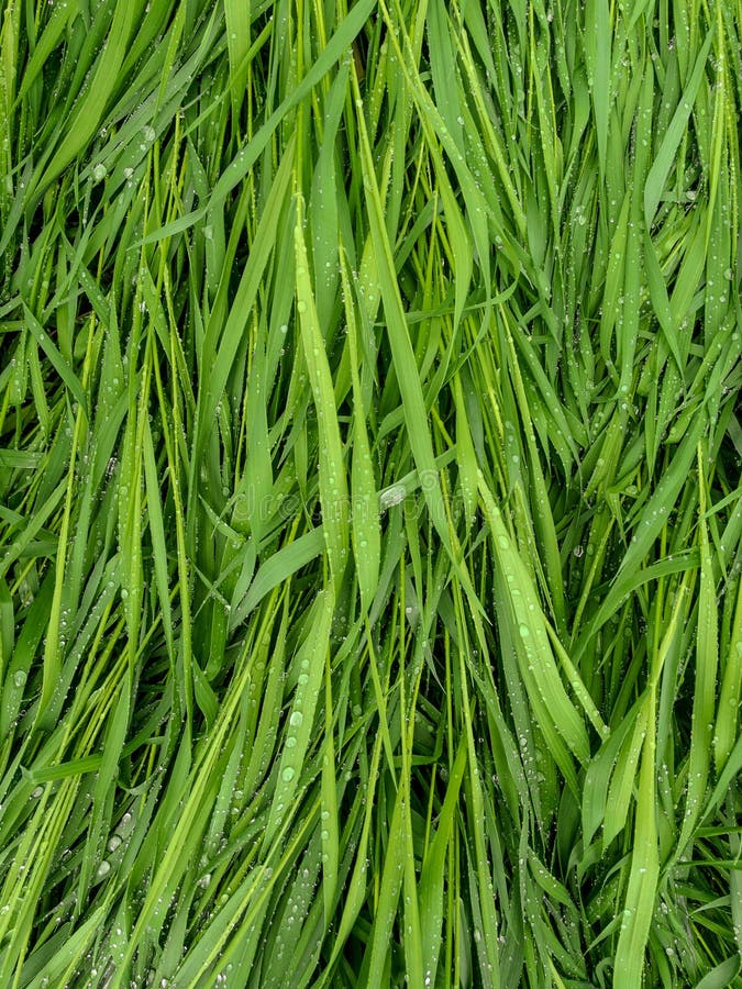 Beautiful Green Grass Leaves Texture with Rain Drops Stock Photo ...