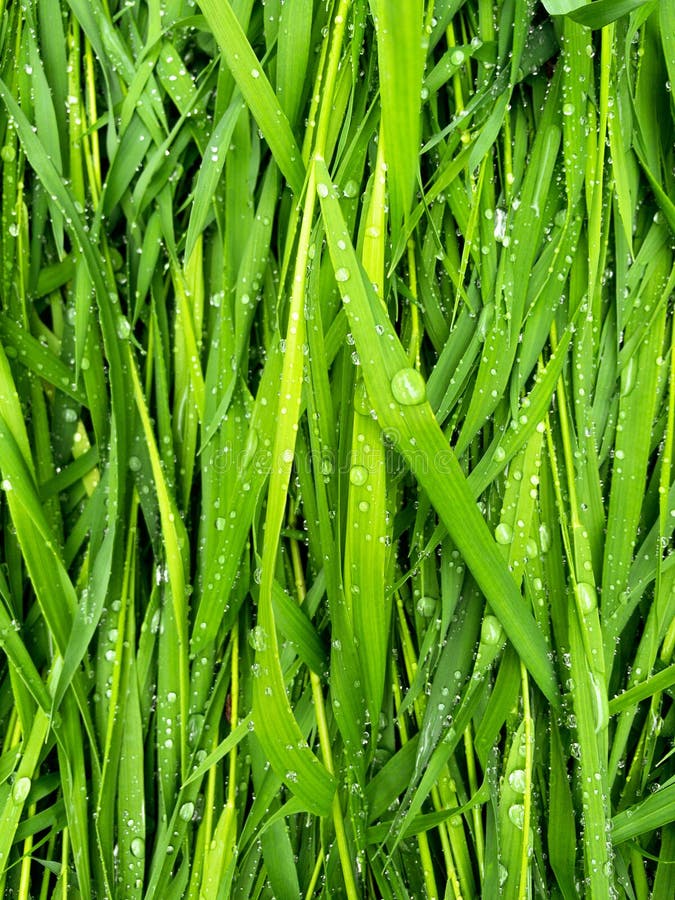 Beautiful Green Grass Leaves Texture with Rain Drops Stock Image ...