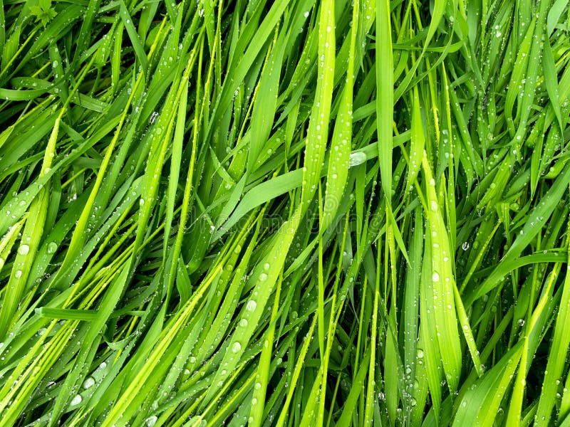 Beautiful Green Grass Leaves Texture with Rain Drops Stock Photo ...