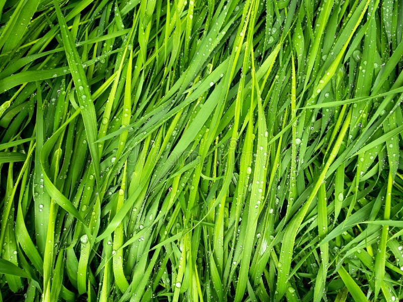 Beautiful Green Grass Leaves Texture with Rain Drops Stock Image ...