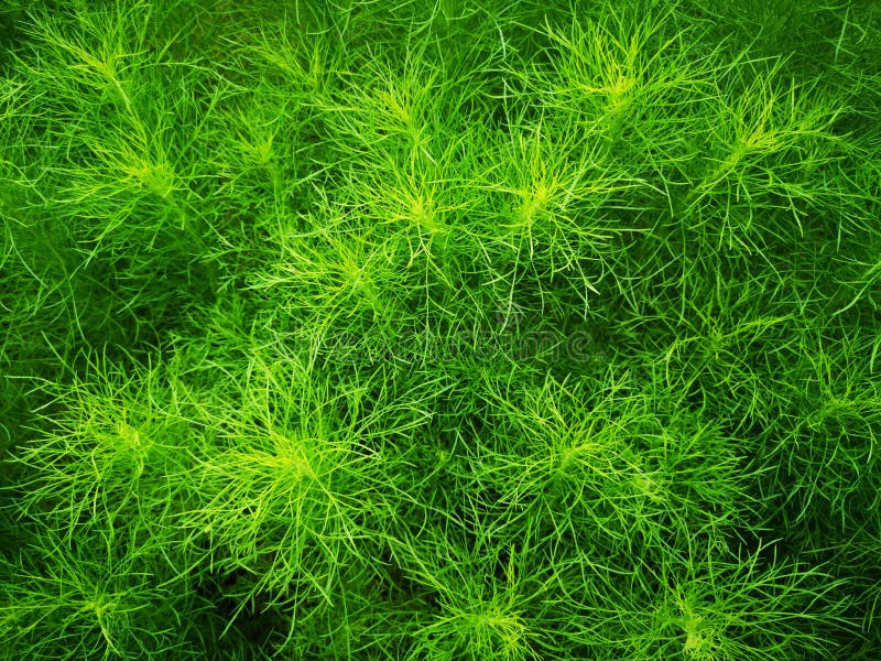 Beautiful Green Grass Plant. Beautiful Green Grass Texture Stock Image ...