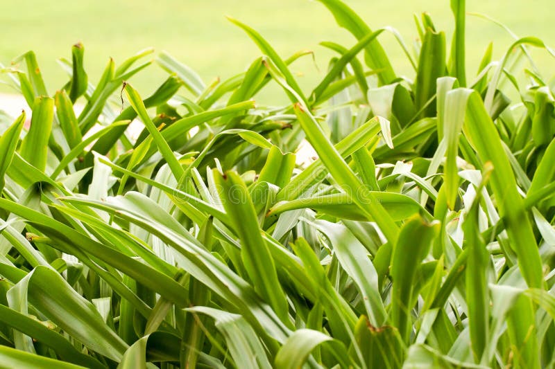 Beautiful Green Grass Plants Stock Image - Image of bright, chlorophyl ...