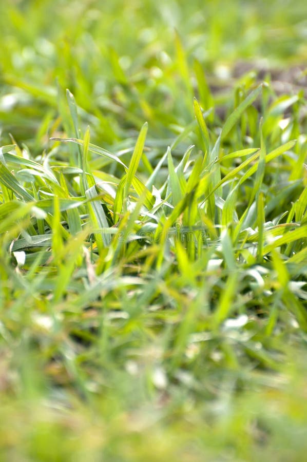 Beautiful Green Grass Texture Stock Image - Image of blades ...