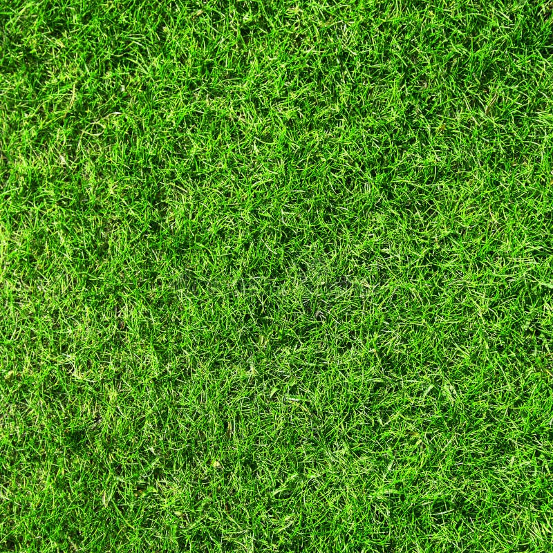 Beautiful Green Grass Texture Stock Photo - Image of idyllic, botany ...