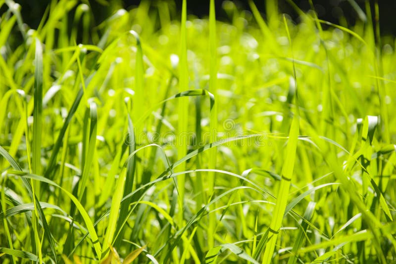 Beautiful Green Grass Texture Background Stock Image Image Of Light Garden 130948775