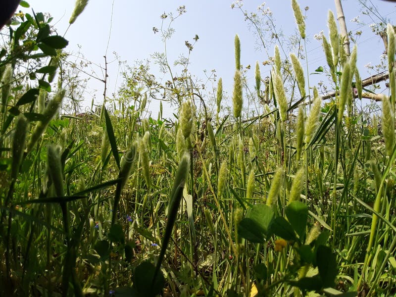 Beautiful Green Grass View in Farmland Stock Photo - Image of beautiful ...