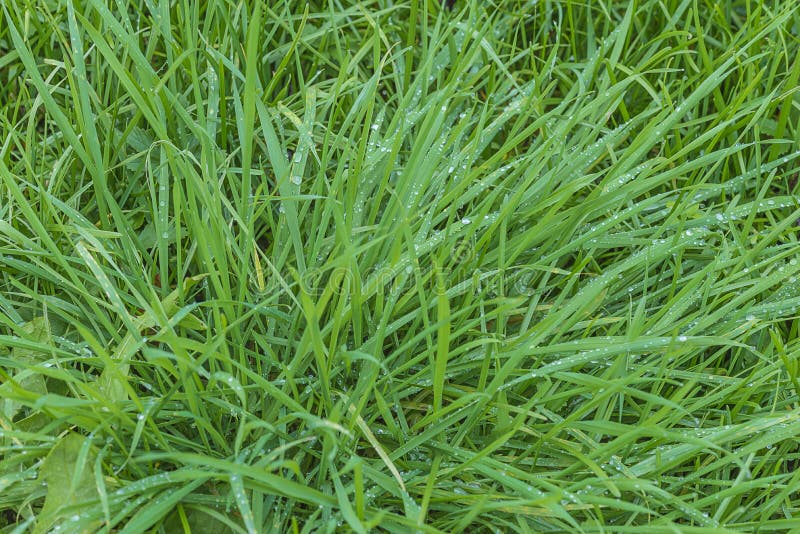 Beautiful Green Grass with Water Drops Top View Stock Image - Image of ...