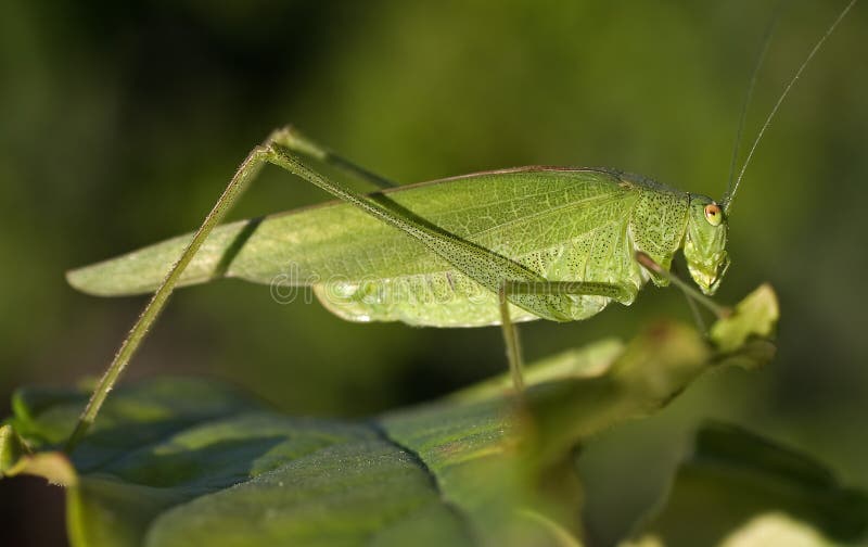 Beautiful Green Grasshopper Stock Photo - Image of facet, fall: 12837706