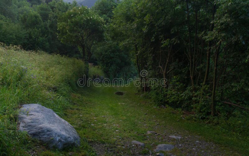 Beautiful Green Grassy Path through the Forest Trees on a Mountain Road ...