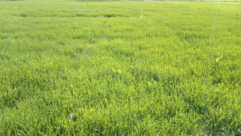 Green Gross Very Beautiful Its Amazing Stock Photo - Image of beautiful ...