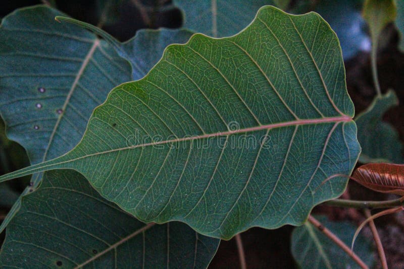 Beautiful Green Heart Shape Bettle Leaf Stock Photo - Image of tree ...