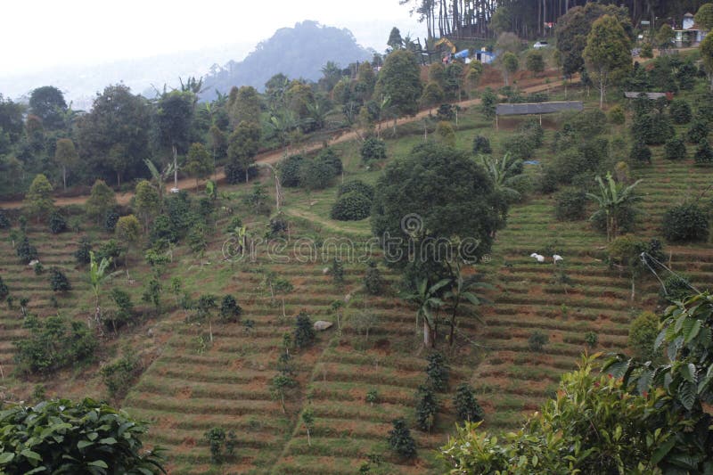 Beautiful Green Hill in Indonesia Stock Image - Image of vegetation ...