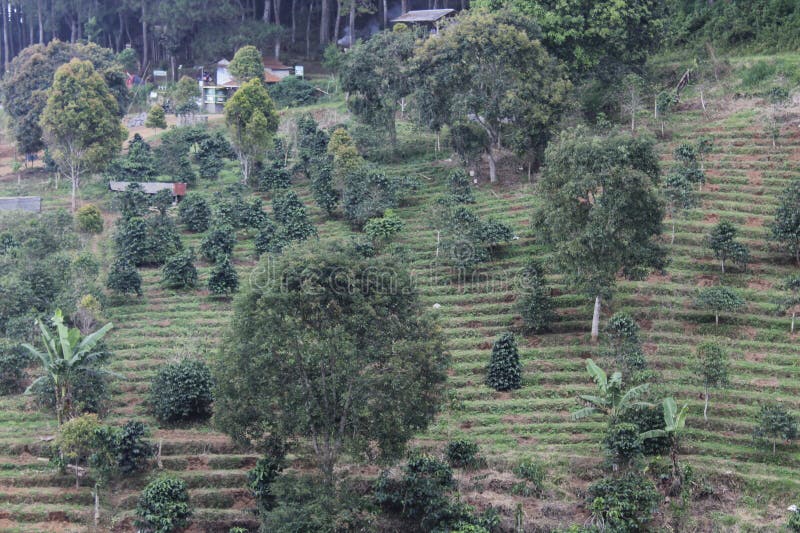 Beautiful Green Hill in Indonesia Stock Image - Image of hill, plant ...
